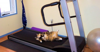 Treadmill Safety - How to Keep Your Children, Your Pets, and Yourself Safe